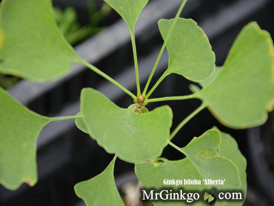 Buy Ginkgo biloba 'Alberta' Narrow Ginkgo Tree — Mr Maple │ Buy ...