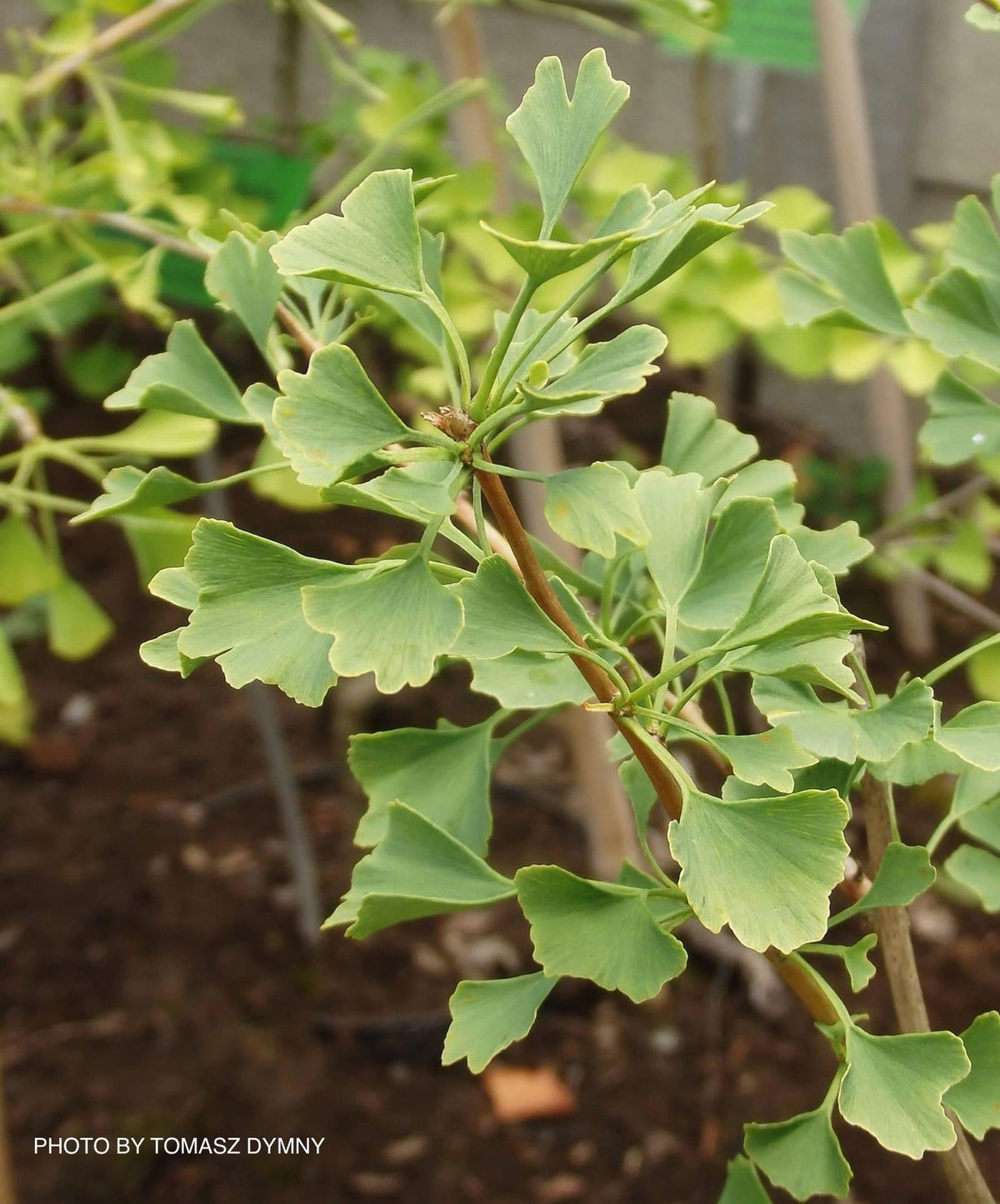 Buy Ginkgo biloba 'Anny's Dwarf' Small Male Ginkgo Tree — Mr Maple ...
