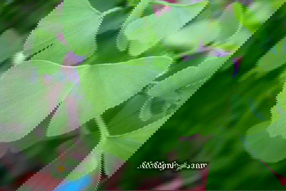 Buy Ginkgo biloba 'Aquatorium' Narrow Growing Ginkgo Tree — Mr Maple ...