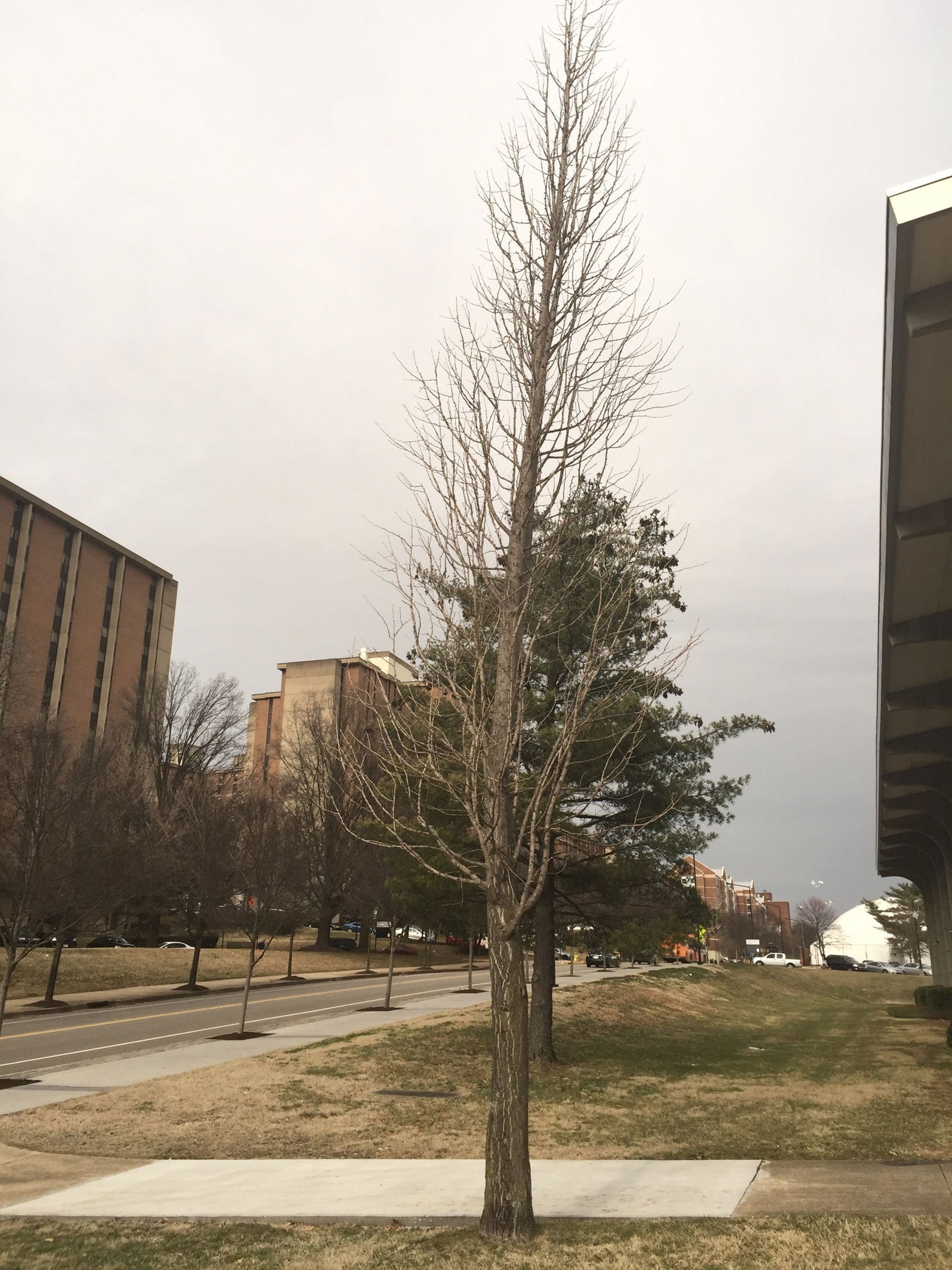 Buy Ginkgo biloba 'Aquatorium' Narrow Growing Ginkgo Tree — Mr Maple ...