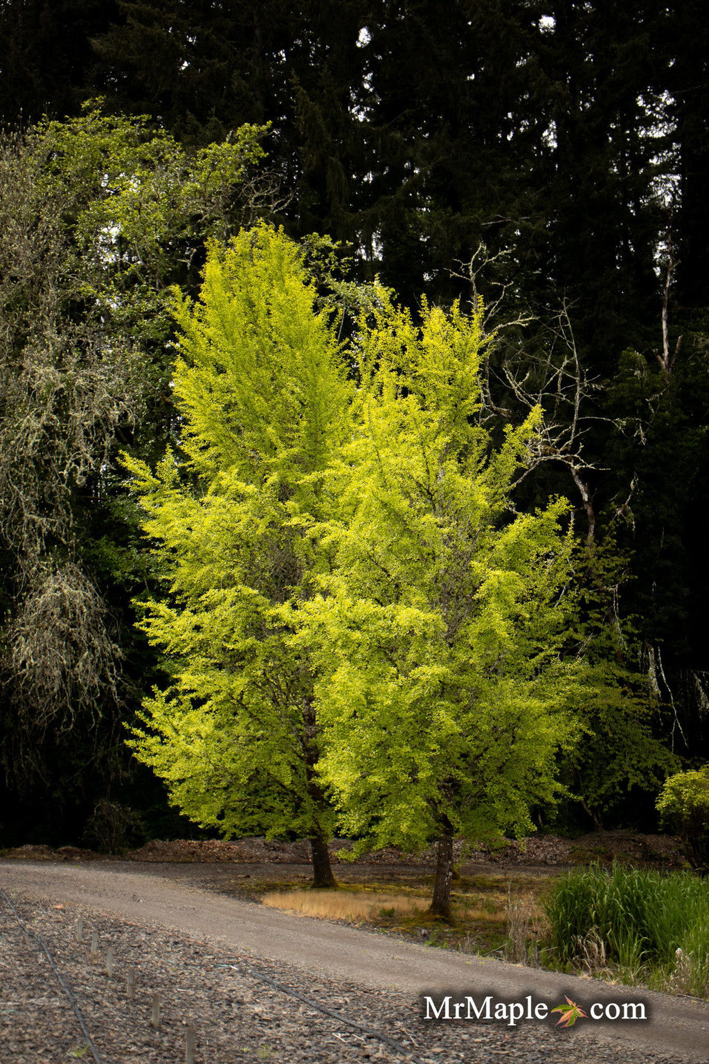 Buy Upright Male Ginkgo Trees — Mr Maple │ Buy Japanese Maple Trees