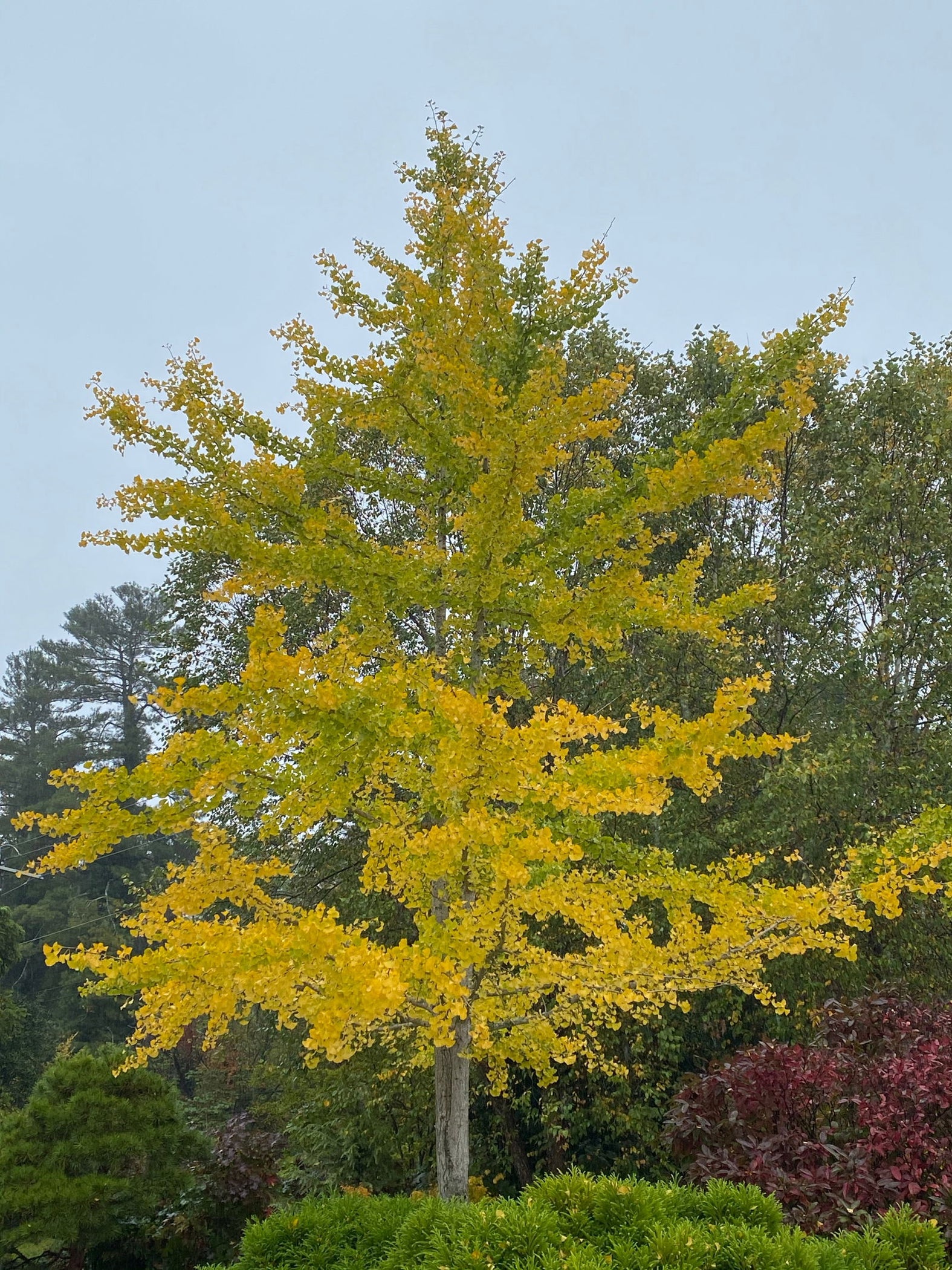 Buy Ginkgo biloba 'Autumn Gold' Ginkgo Tree — Mr Maple │ Buy Japanese ...