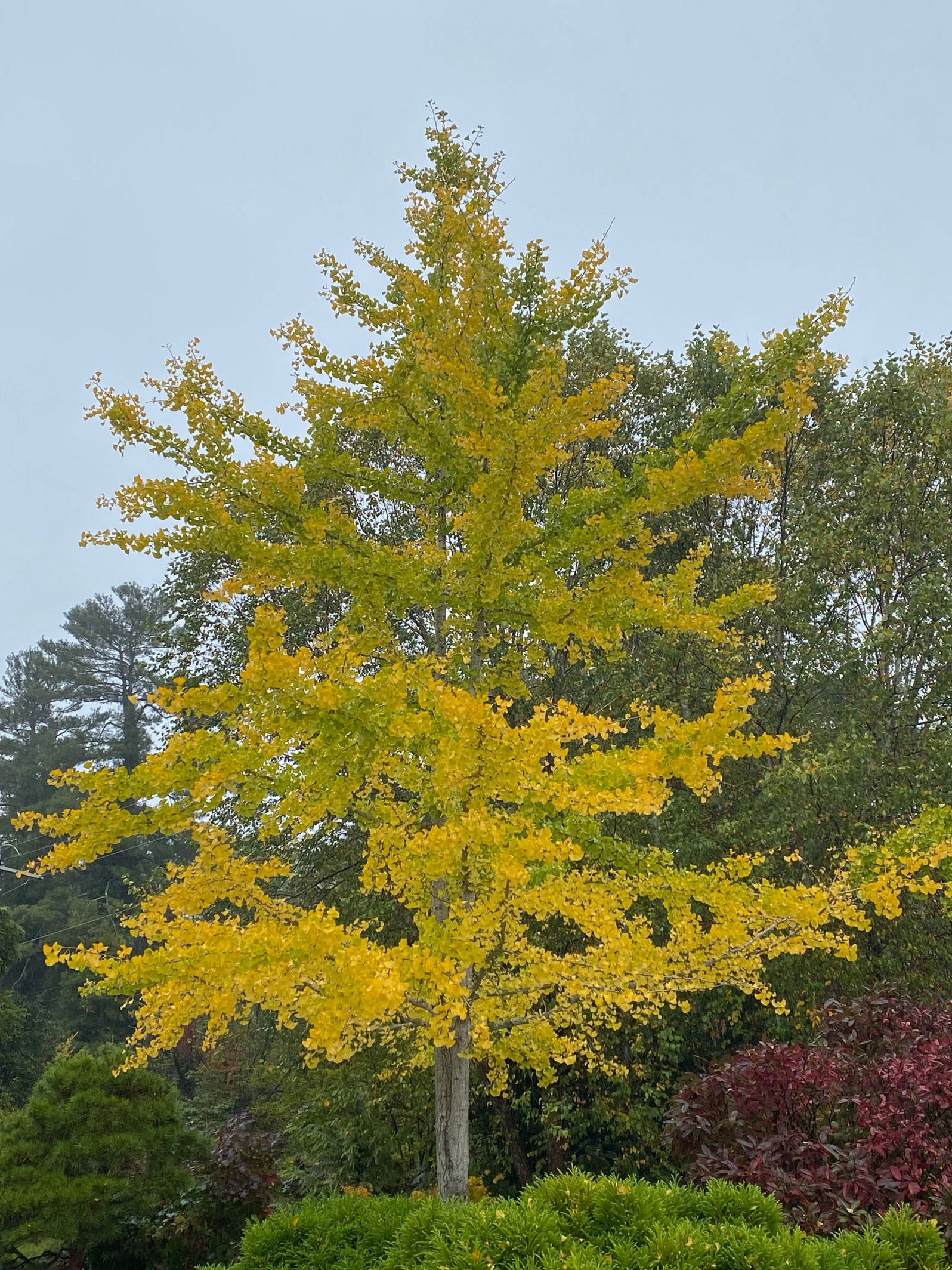 Buy Ginkgo biloba 'Autumn Gold' Ginkgo Tree — Mr Maple │ Buy Japanese ...