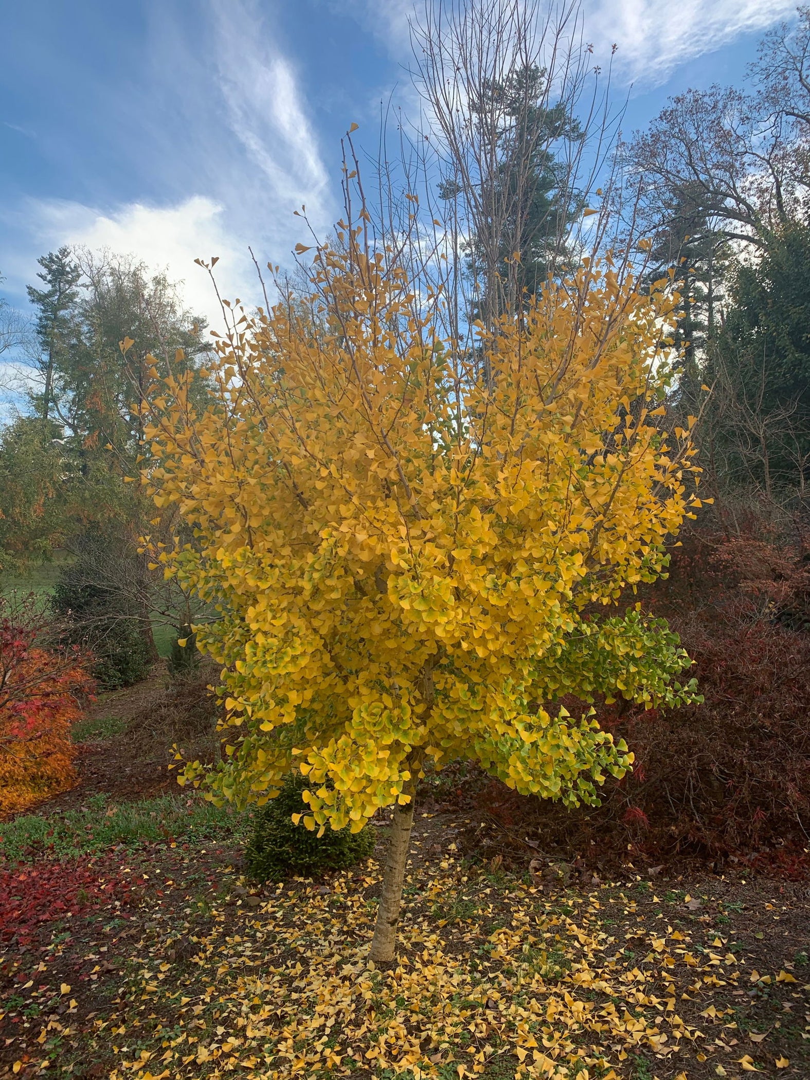 Buy Ginkgo biloba 'Autumn Gold' Ginkgo Tree — Mr Maple │ Buy Japanese ...