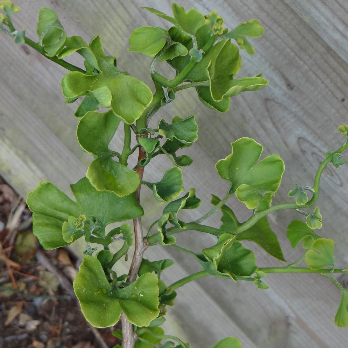 Buy Ginkgo biloba 'BZN' Contorted Ginkgo Tree — Mr Maple │ Buy Japanese ...