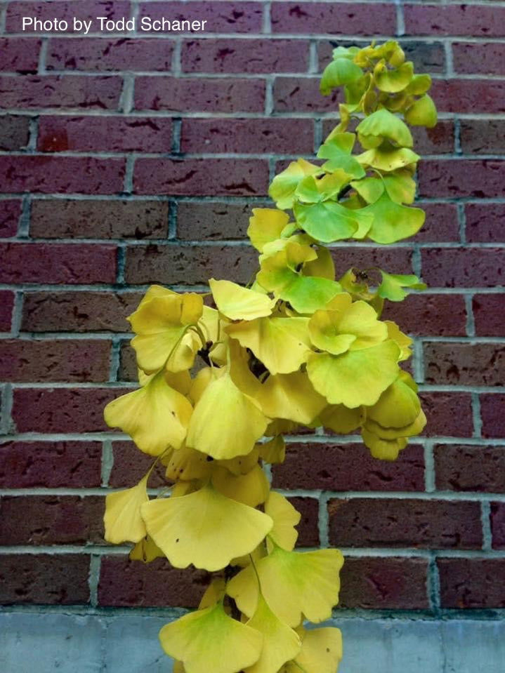 Buy Ginkgo biloba 'BZN' Contorted Ginkgo Tree — Mr Maple │ Buy Japanese ...