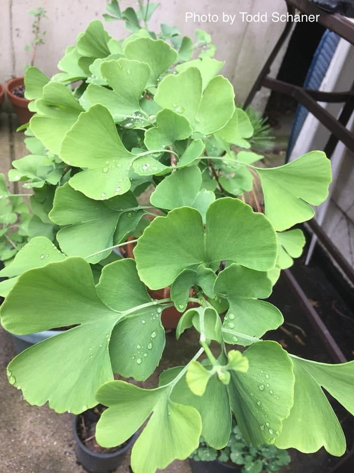 Buy Ginkgo biloba 'BZN' Contorted Ginkgo Tree — Mr Maple │ Buy Japanese ...