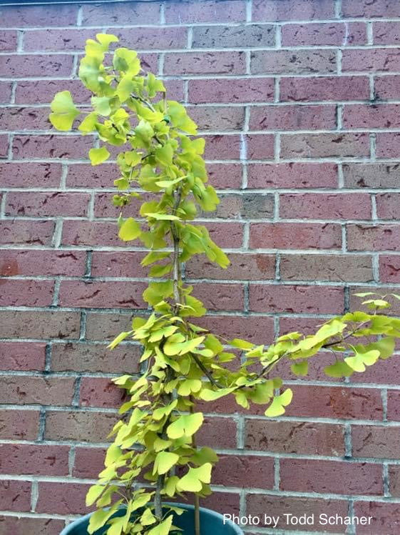 Buy Ginkgo biloba 'BZN' Contorted Ginkgo Tree — Mr Maple │ Buy Japanese ...