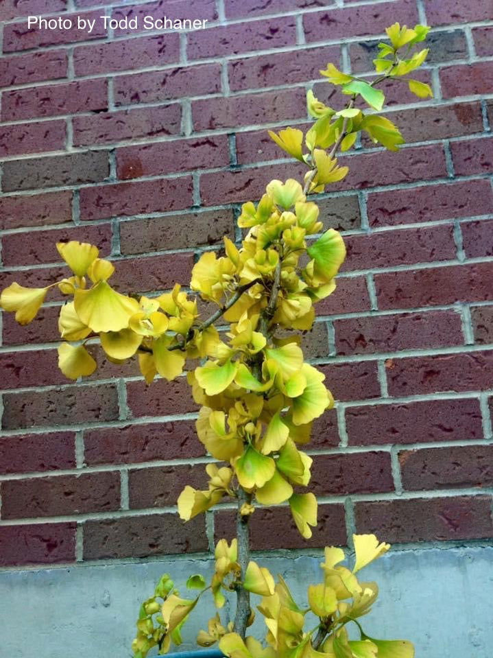 Buy Ginkgo biloba 'BZN' Contorted Ginkgo Tree — Mr Maple │ Buy Japanese ...
