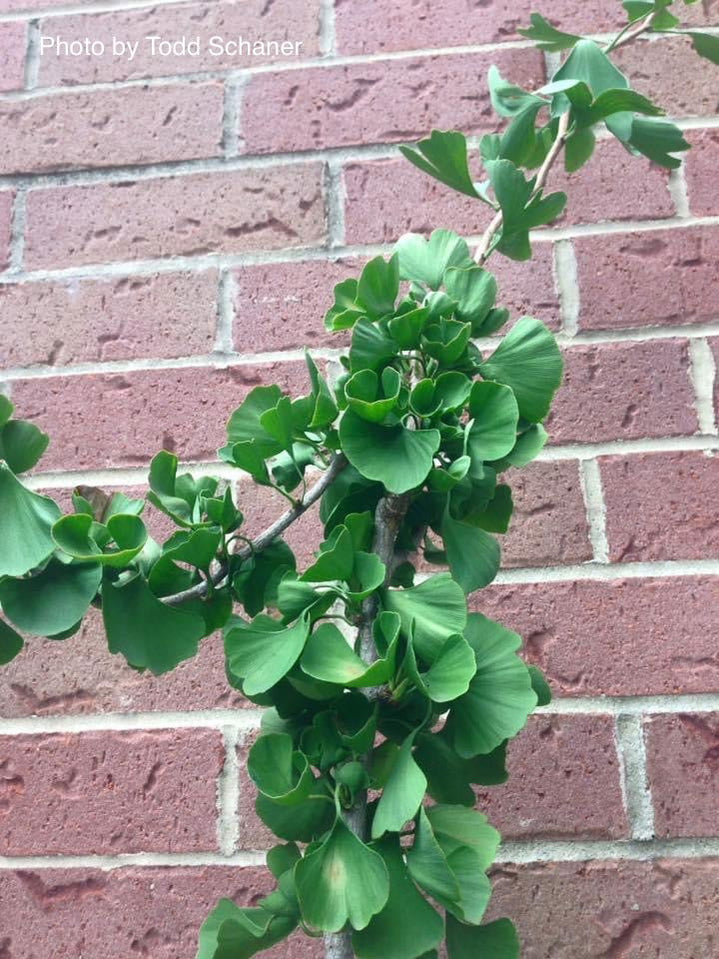Buy Ginkgo biloba 'BZN' Contorted Ginkgo Tree — Mr Maple │ Buy Japanese ...