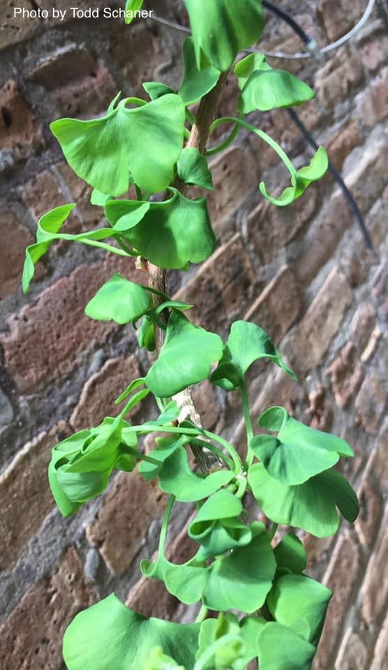 Buy Ginkgo biloba 'BZN' Contorted Ginkgo Tree — Mr Maple │ Buy Japanese ...