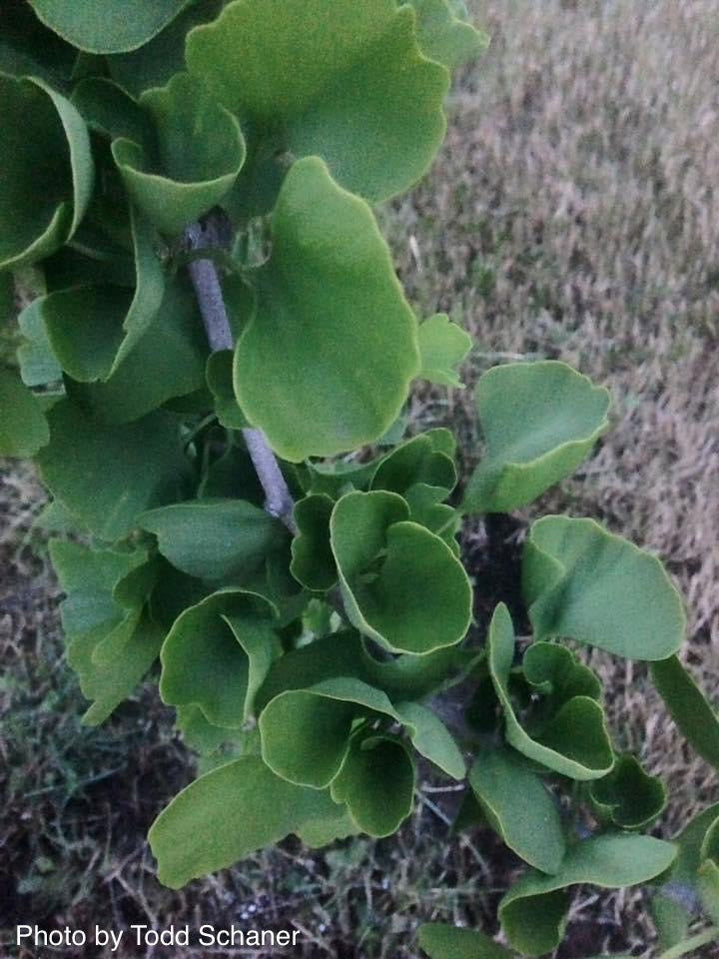 Buy Ginkgo biloba 'BZN' Contorted Ginkgo Tree — Mr Maple │ Buy Japanese ...