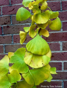 Buy Ginkgo biloba 'BZN' Contorted Ginkgo Tree — Mr Maple │ Buy Japanese ...