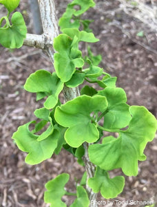 Buy Ginkgo biloba 'BZN' Contorted Ginkgo Tree — Mr Maple │ Buy Japanese ...
