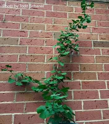 Buy Ginkgo biloba 'BZN' Contorted Ginkgo Tree — Mr Maple │ Buy Japanese ...