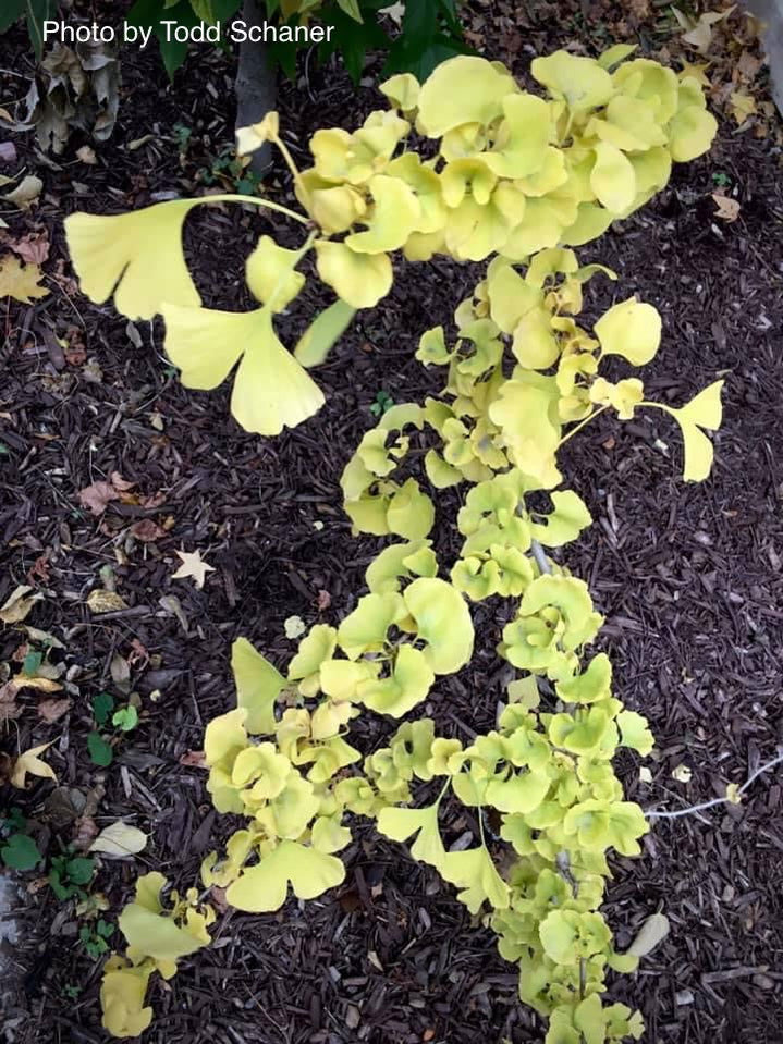 Buy Ginkgo biloba 'BZN' Contorted Ginkgo Tree — Mr Maple │ Buy Japanese ...