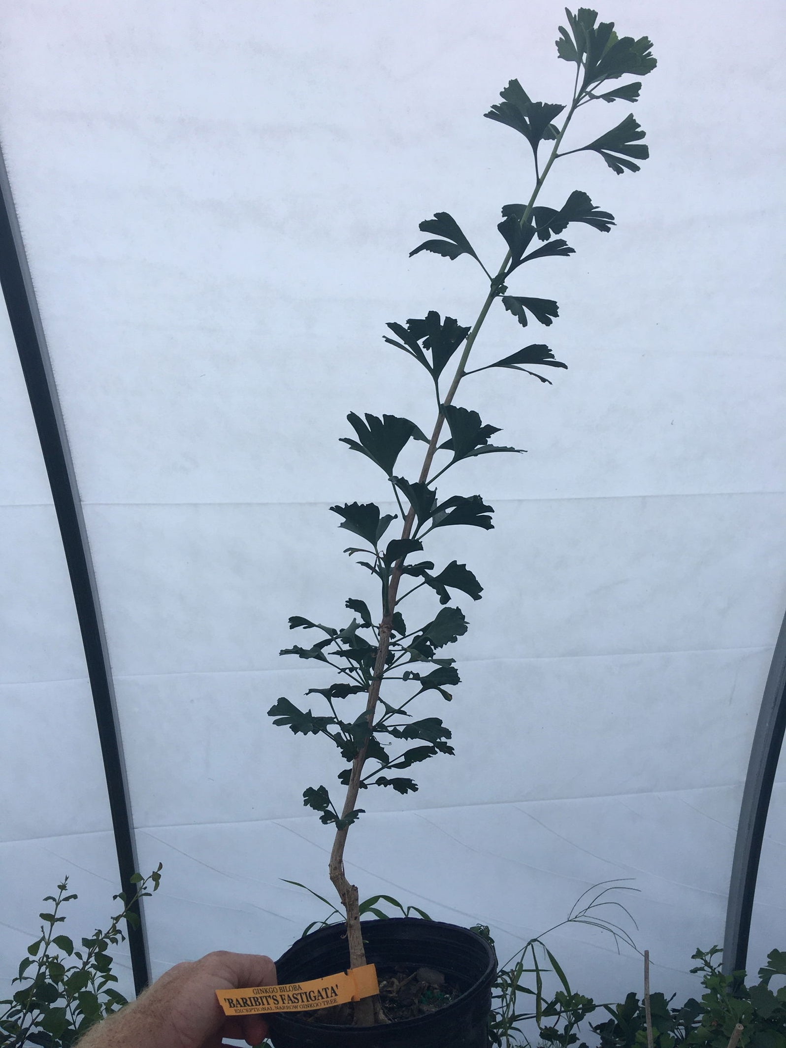 Buy Ginkgo biloba 'Barabit's Fastigiata' Columnar Ginkgo Tree — Mr ...