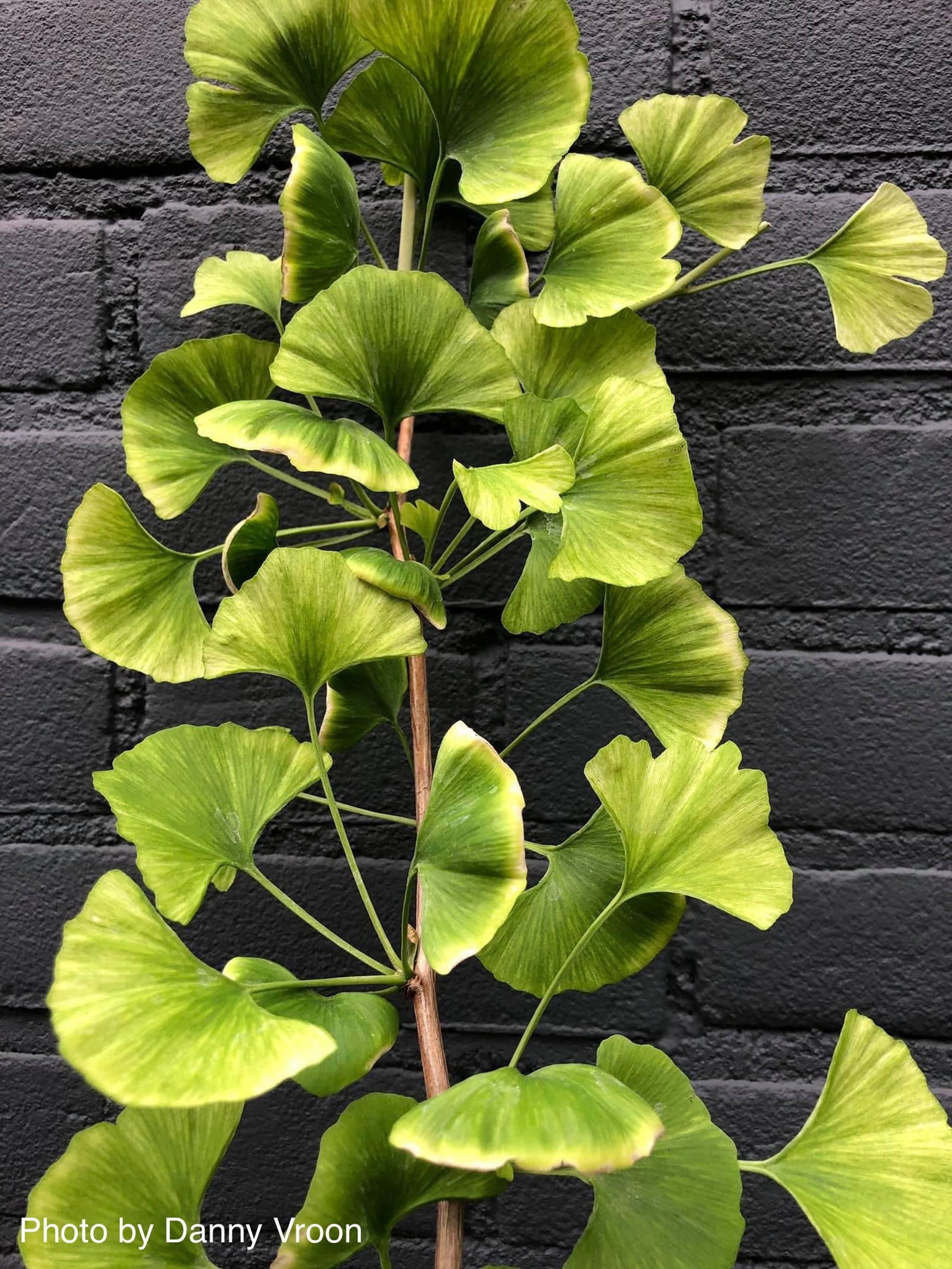 Buy Ginkgo biloba 'Beijing Gold' Variegated Ginkgo Tree — Mr Maple ...