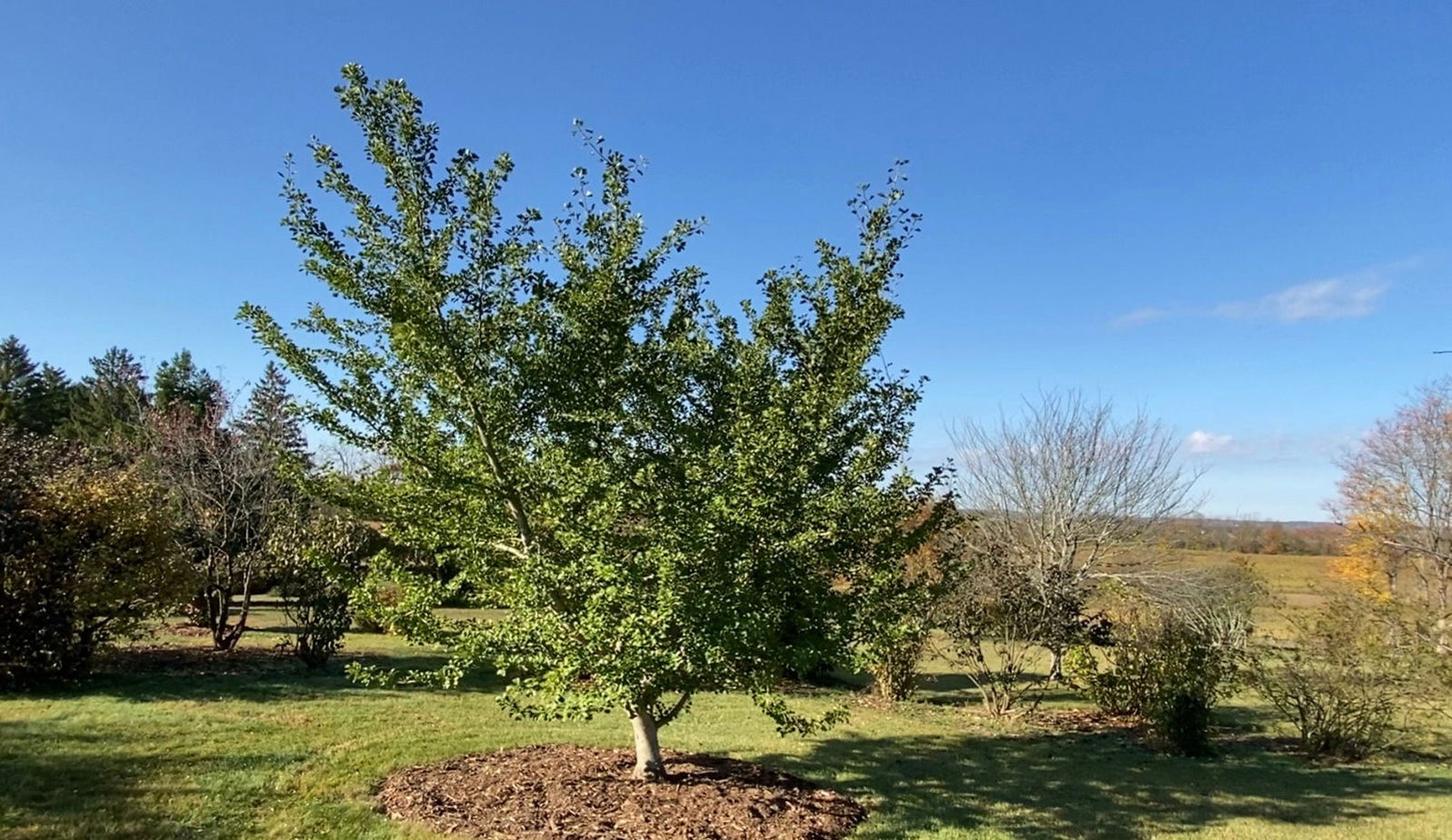 Buy Ginkgo biloba 'Beijing Gold' Variegated Ginkgo Tree — Mr Maple ...