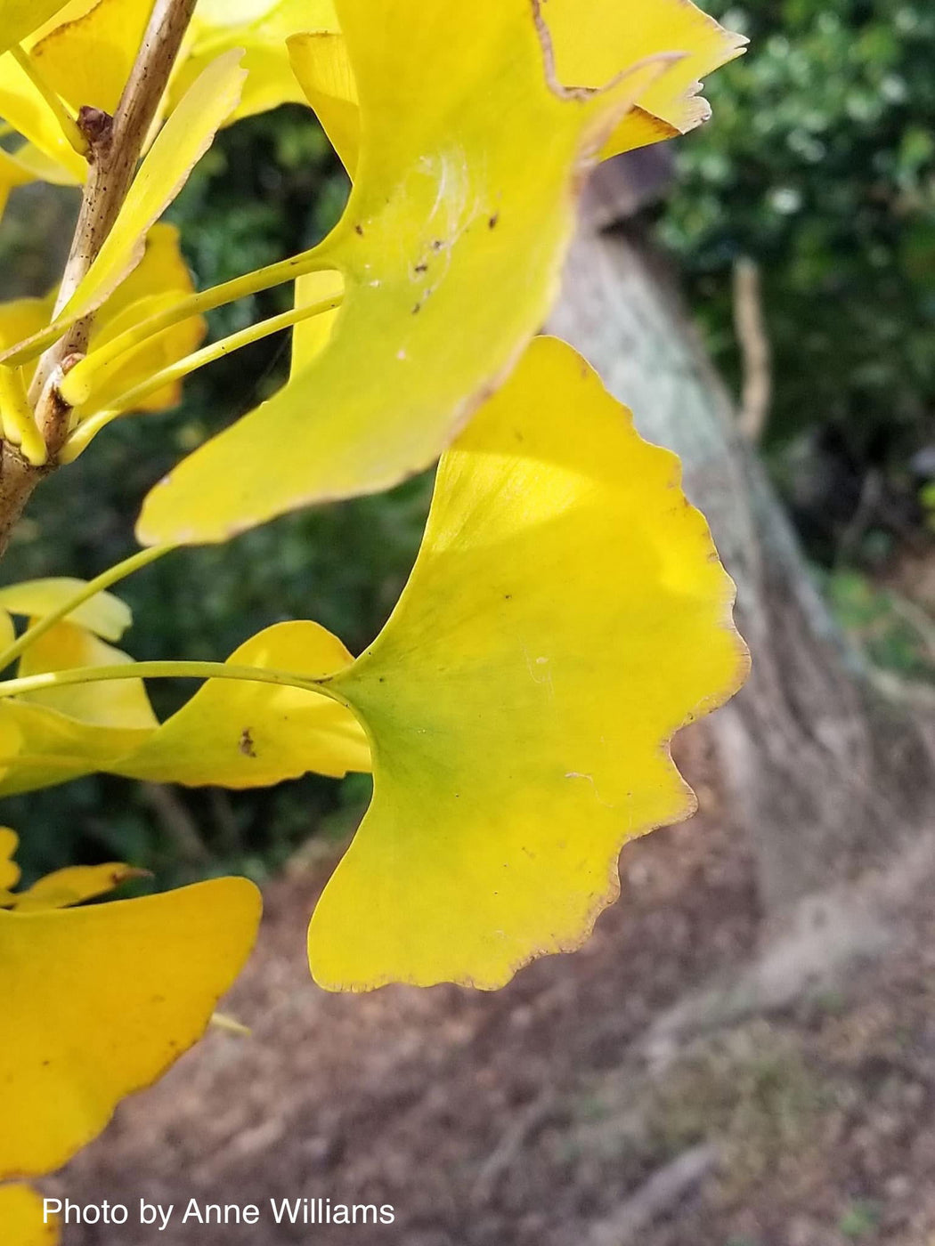 Buy Ginkgo biloba 'Beijing Gold' Variegated Ginkgo Tree — Mr Maple ...