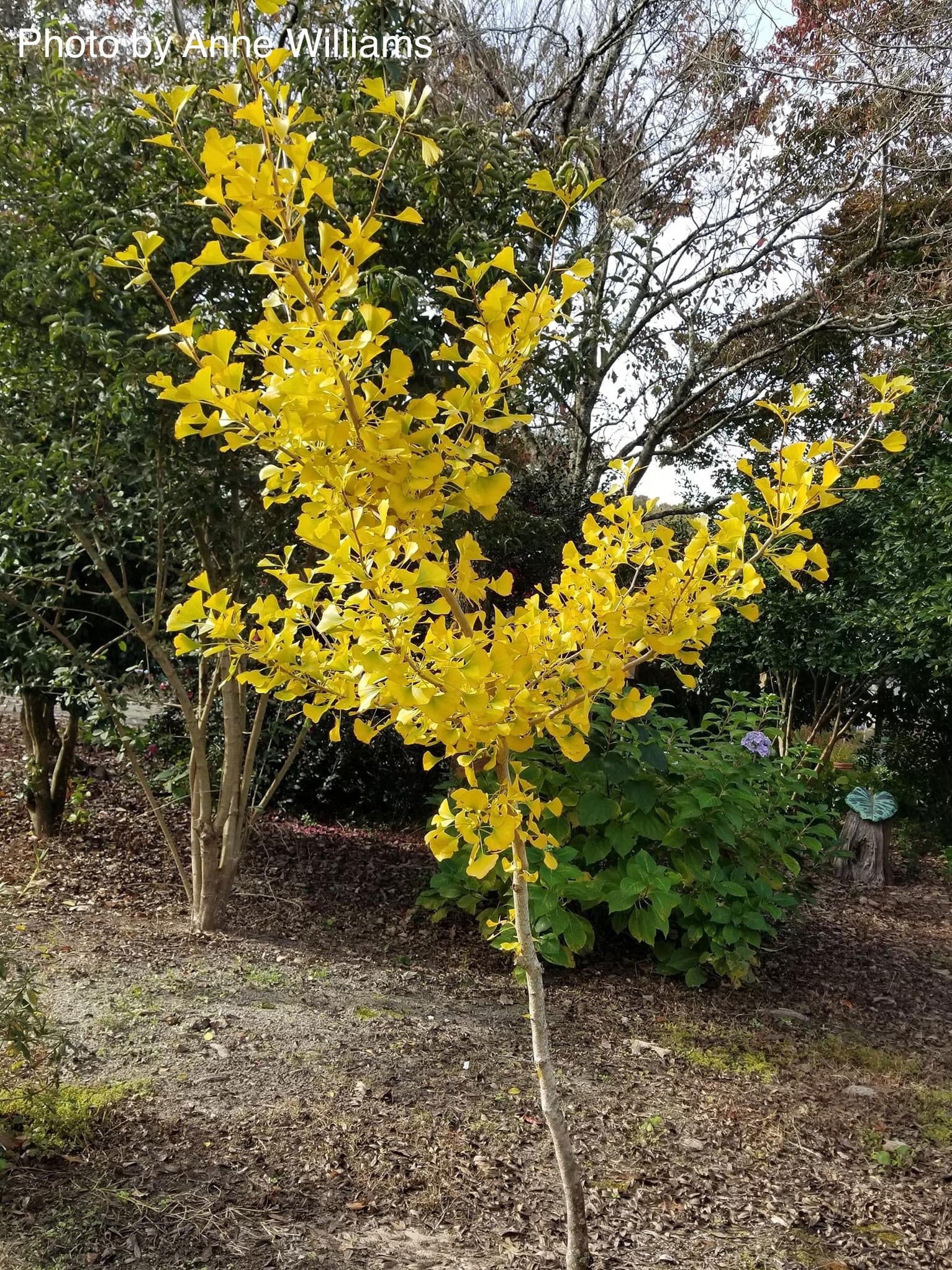 Buy Ginkgo biloba 'Beijing Gold' Variegated Ginkgo Tree — Mr Maple ...