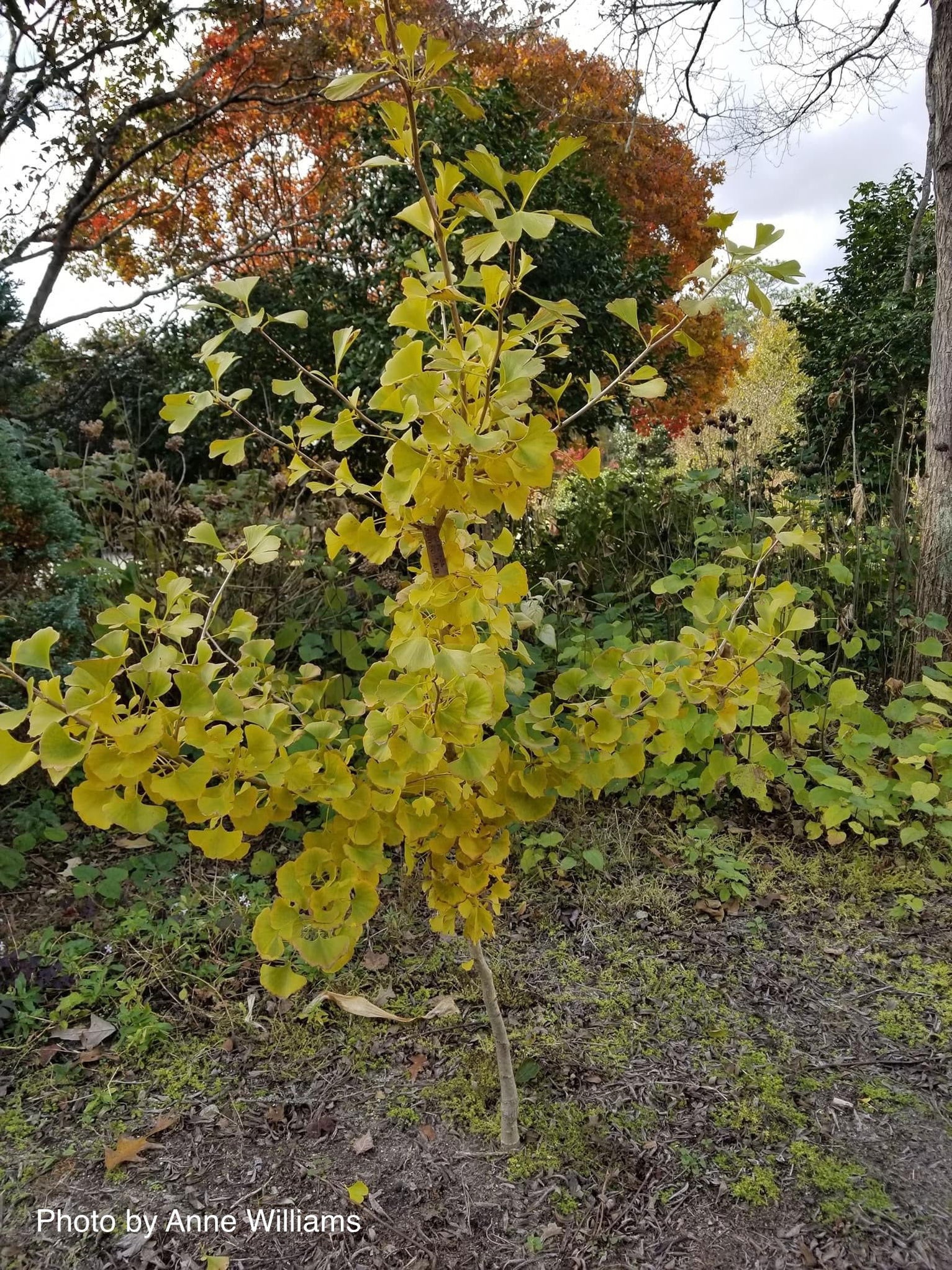 Buy Ginkgo biloba 'Beijing Gold' Variegated Ginkgo Tree — Mr Maple ...