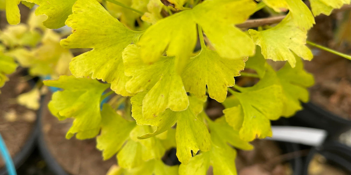 Buy Ginkgo biloba 'Bishop' Narrow Male Ginkgo Tree — Mr Maple │ Buy ...