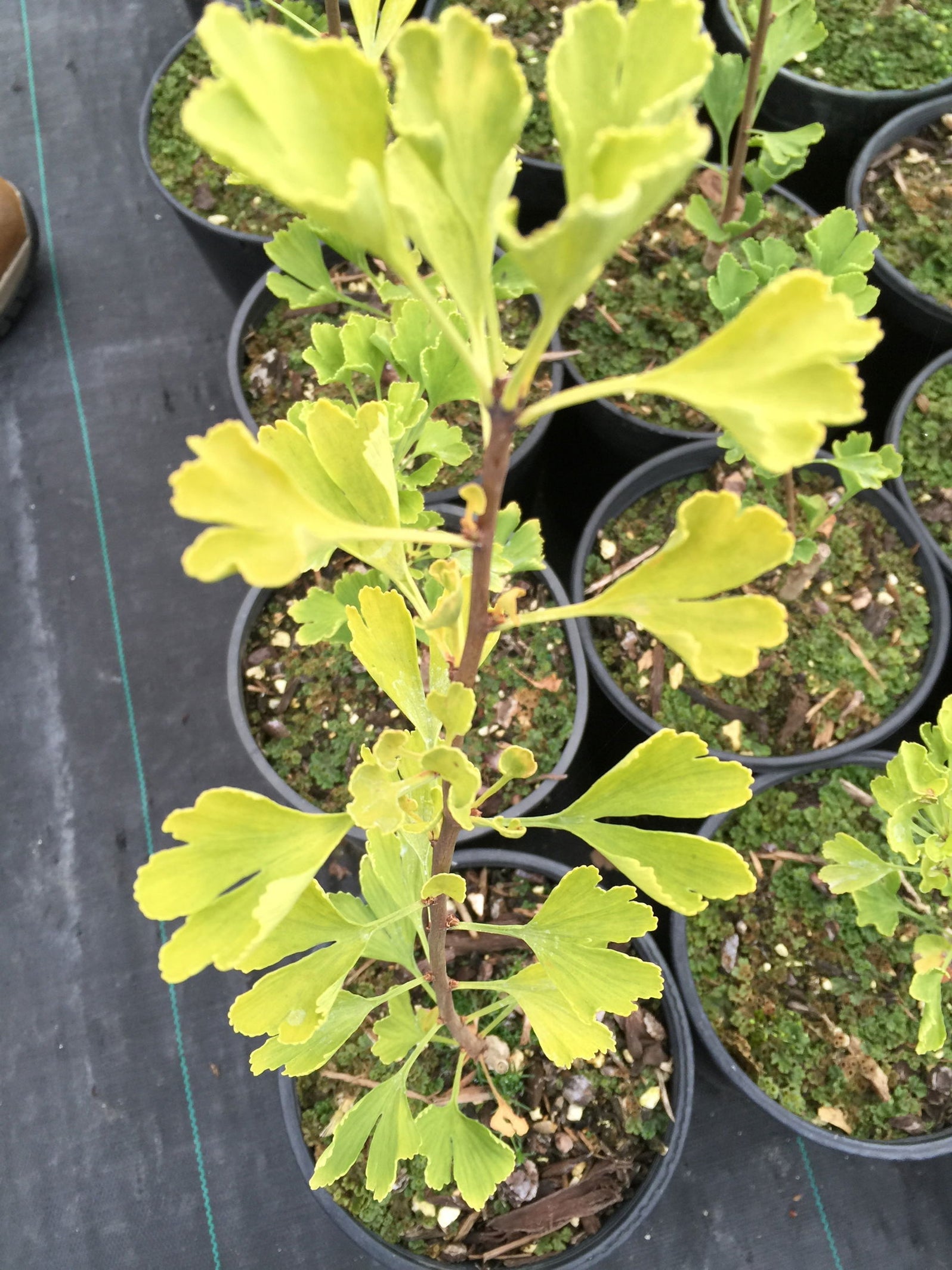 Buy Ginkgo biloba 'Bishop' Narrow Male Ginkgo Tree — Mr Maple │ Buy ...