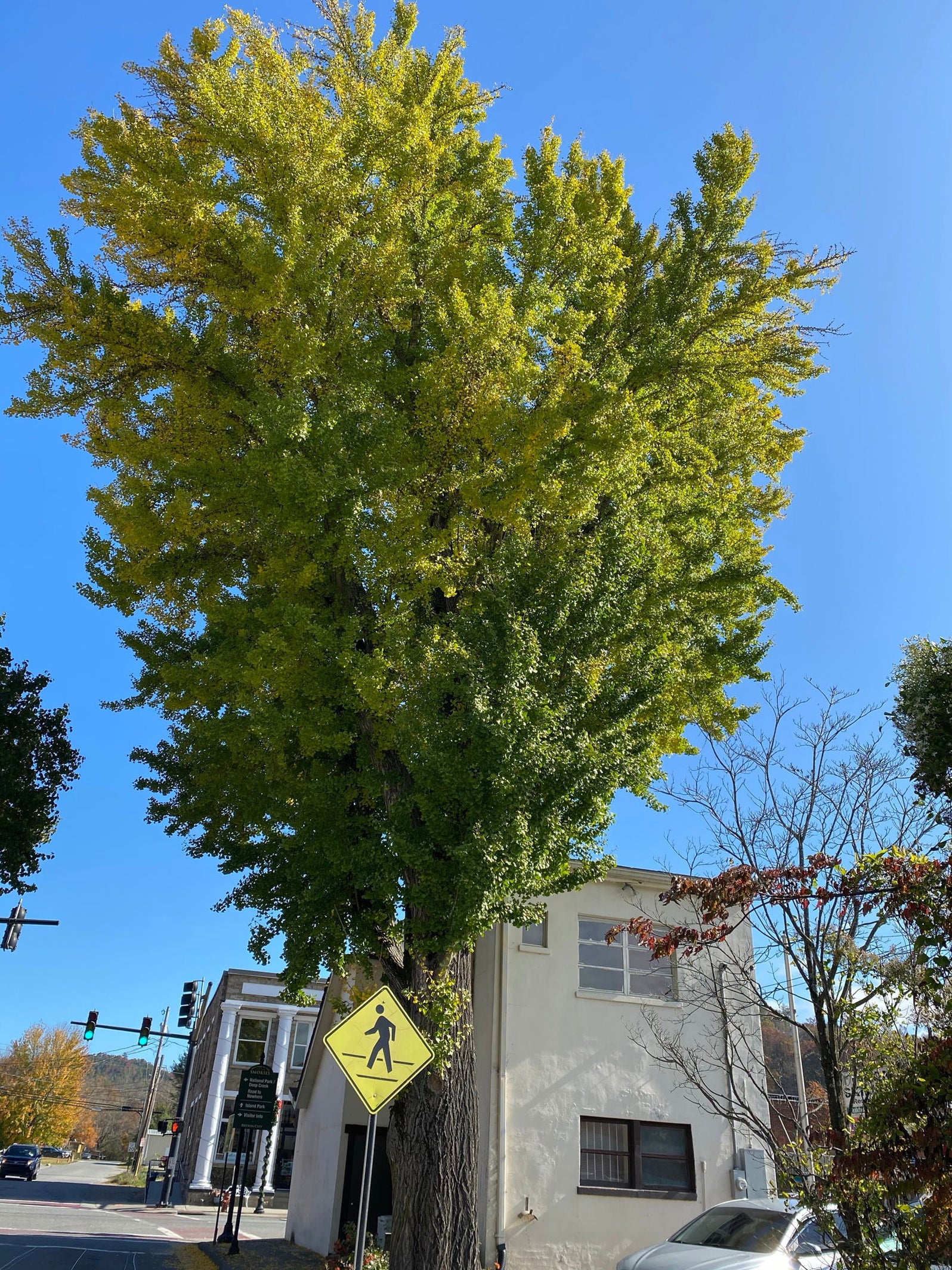 Ginkgo biloba 'Bryson City' Narrow Vase Ginkgo Tree — Mr Maple │ Buy ...