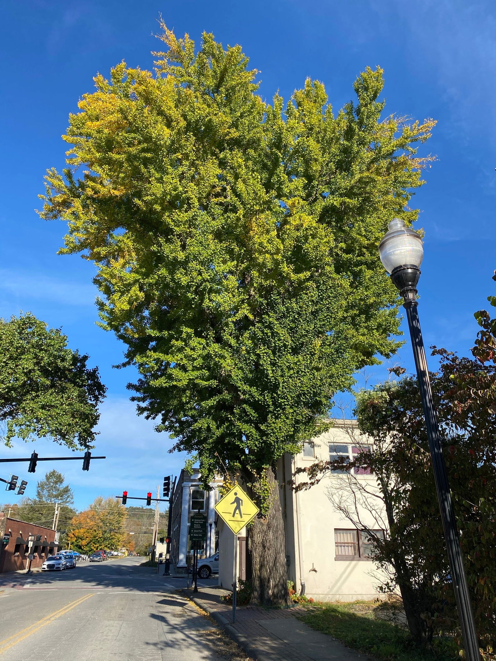 Ginkgo biloba 'Bryson City' Narrow Vase Ginkgo Tree — Mr Maple │ Buy ...