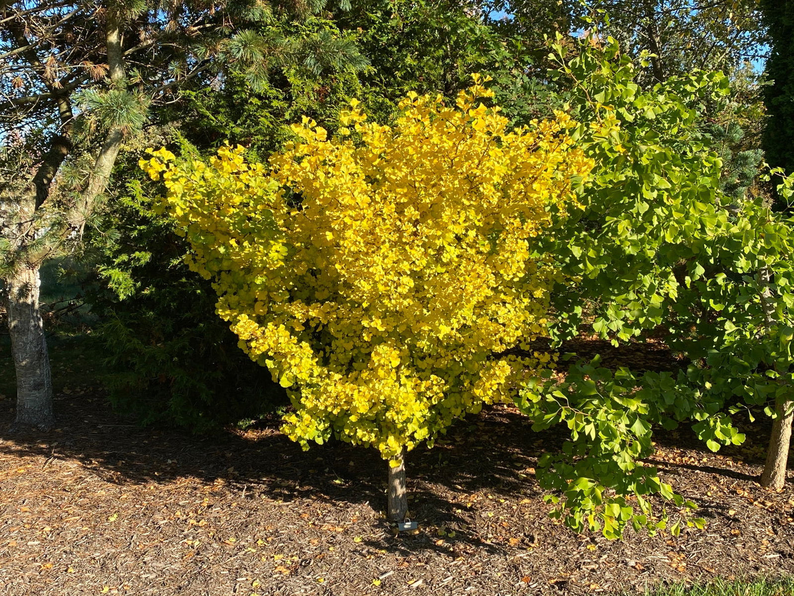 Buy Ginkgo biloba 'Buddy' Dwarf Male Ginkgo Tree — Mr Maple │ Buy ...