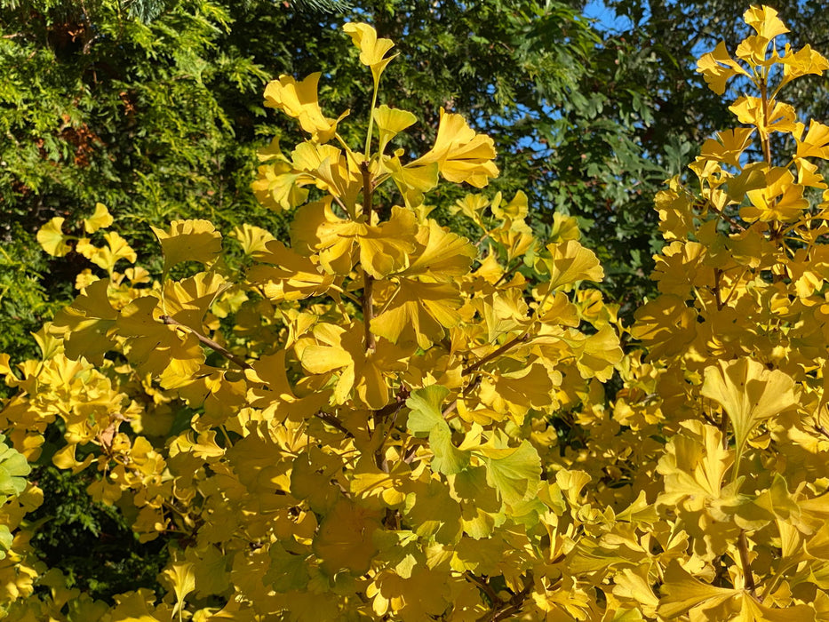 Buy Ginkgo biloba 'Buddy' Dwarf Male Ginkgo Tree — Mr Maple │ Buy ...
