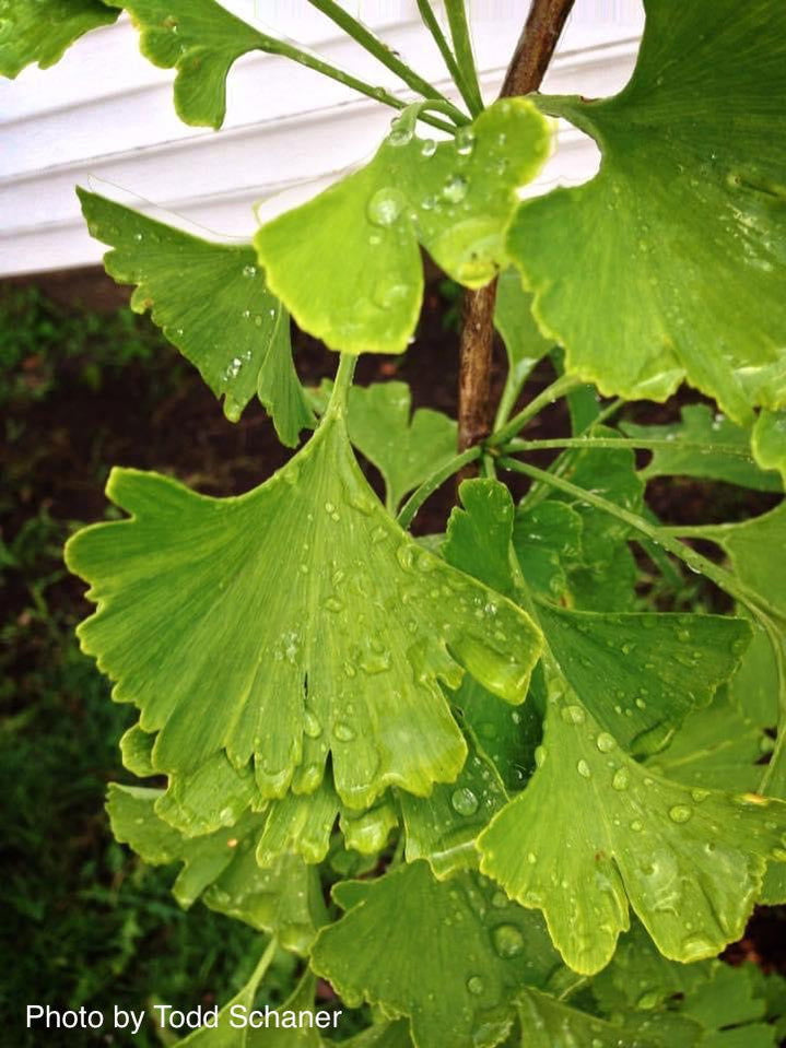 Buy Ginkgo biloba 'Bullwinkle' Male Spreading Dwarf Ginkgo Tree — Mr ...