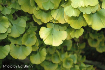 Buy Ginkgo biloba 'Bush Form' Dwarf Ginkgo Tree — Mr Maple │ Buy ...