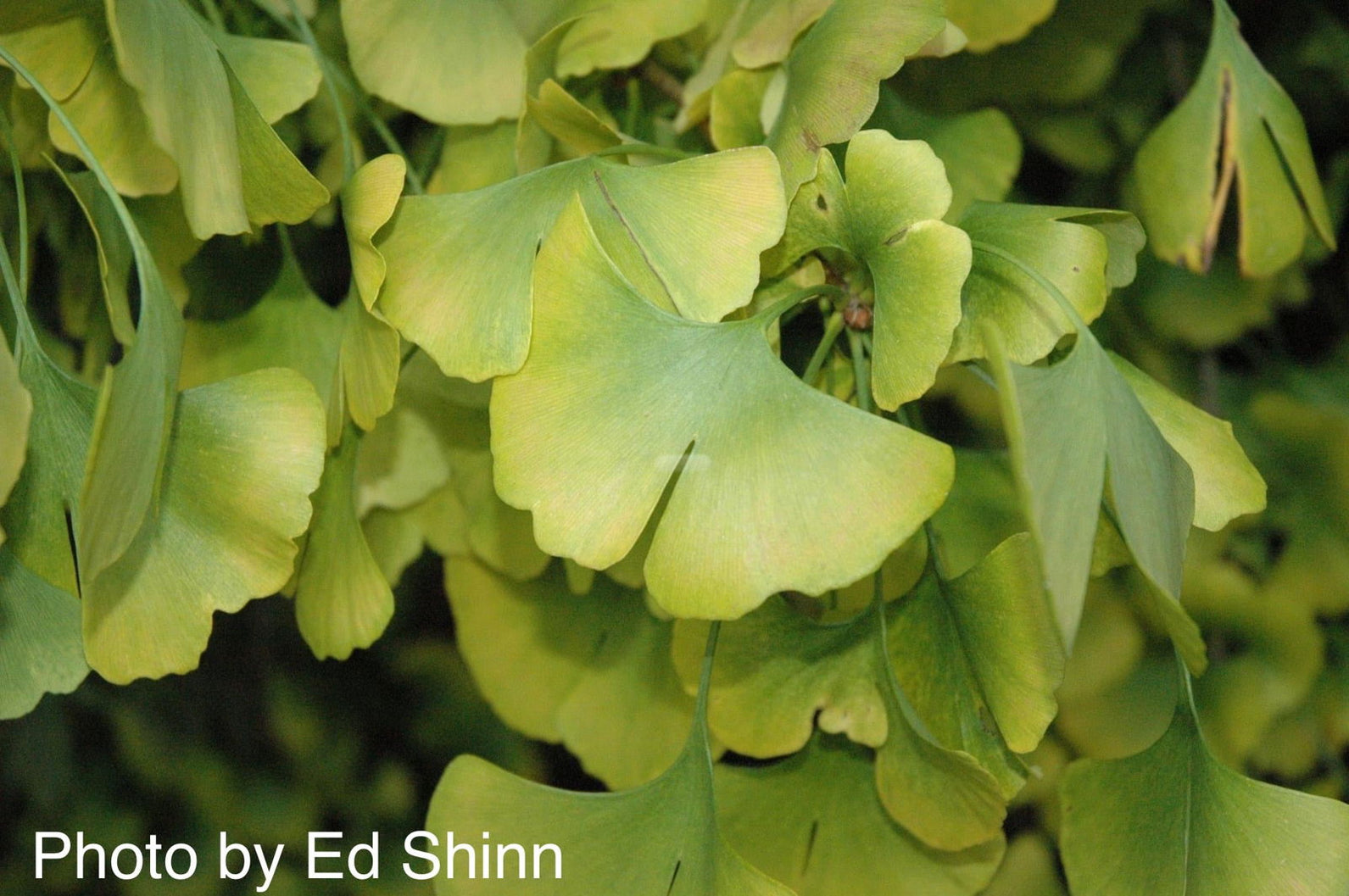 Buy Ginkgo biloba 'Bush Form' Dwarf Ginkgo Tree — Mr Maple │ Buy ...