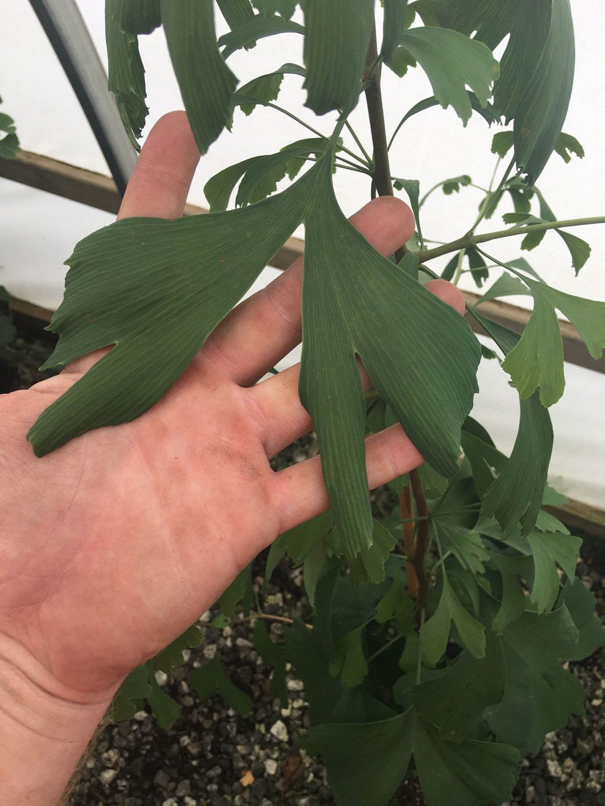 Buy Ginkgo biloba 'Camden Columnar' Narrow Male Ginkgo Tree — Mr Maple ...