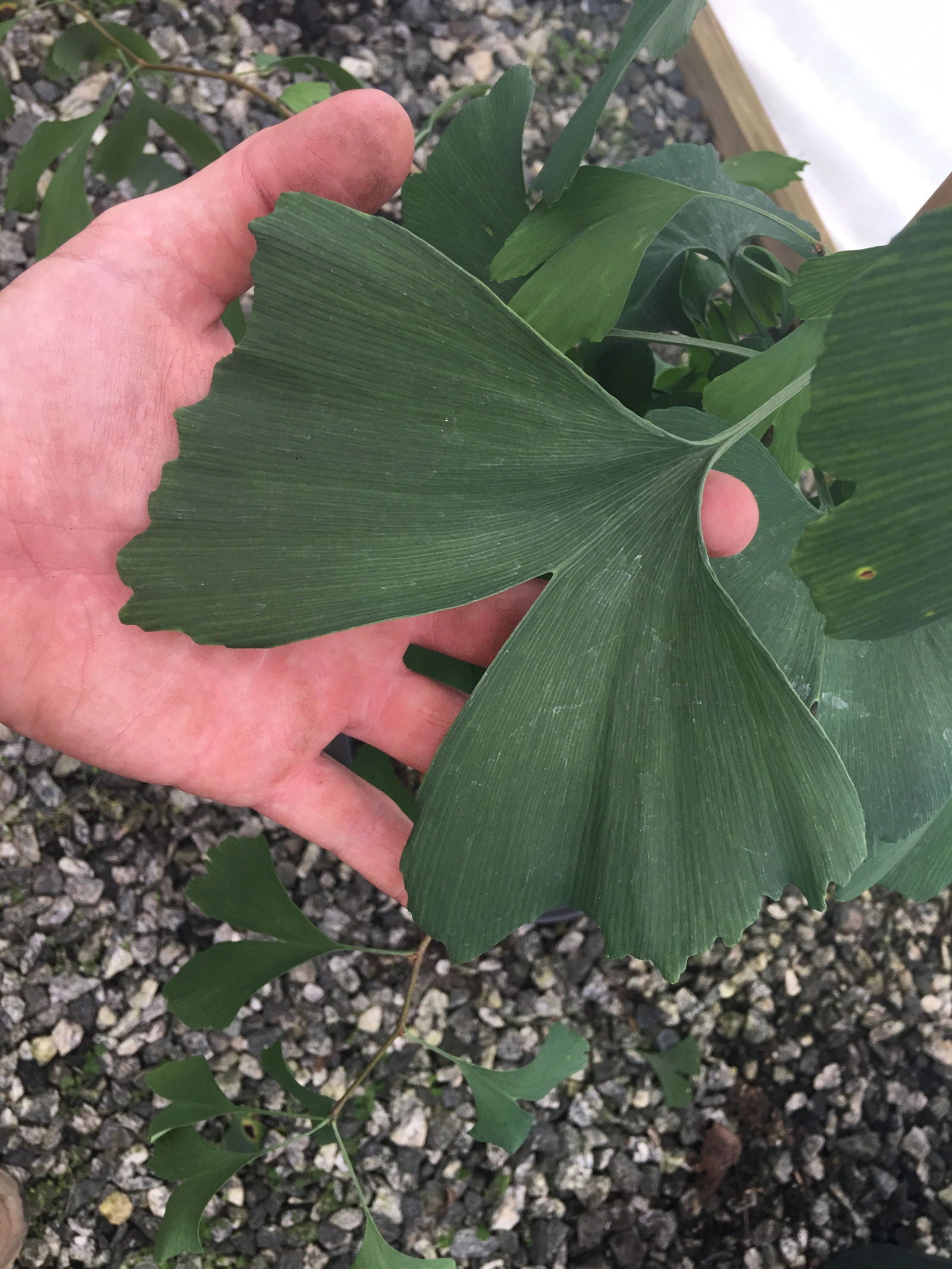 Buy Ginkgo biloba 'Camden Columnar' Narrow Male Ginkgo Tree — Mr Maple ...