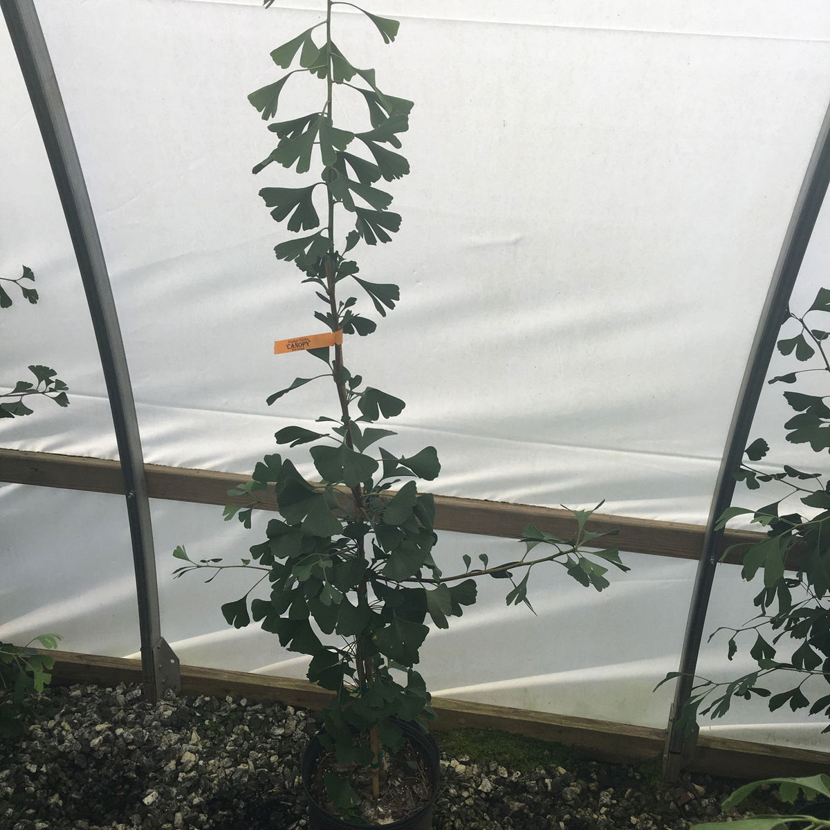 Buy Ginkgo biloba 'Canopy' Broad Spreading Upright Male Ginkgo Tree ...