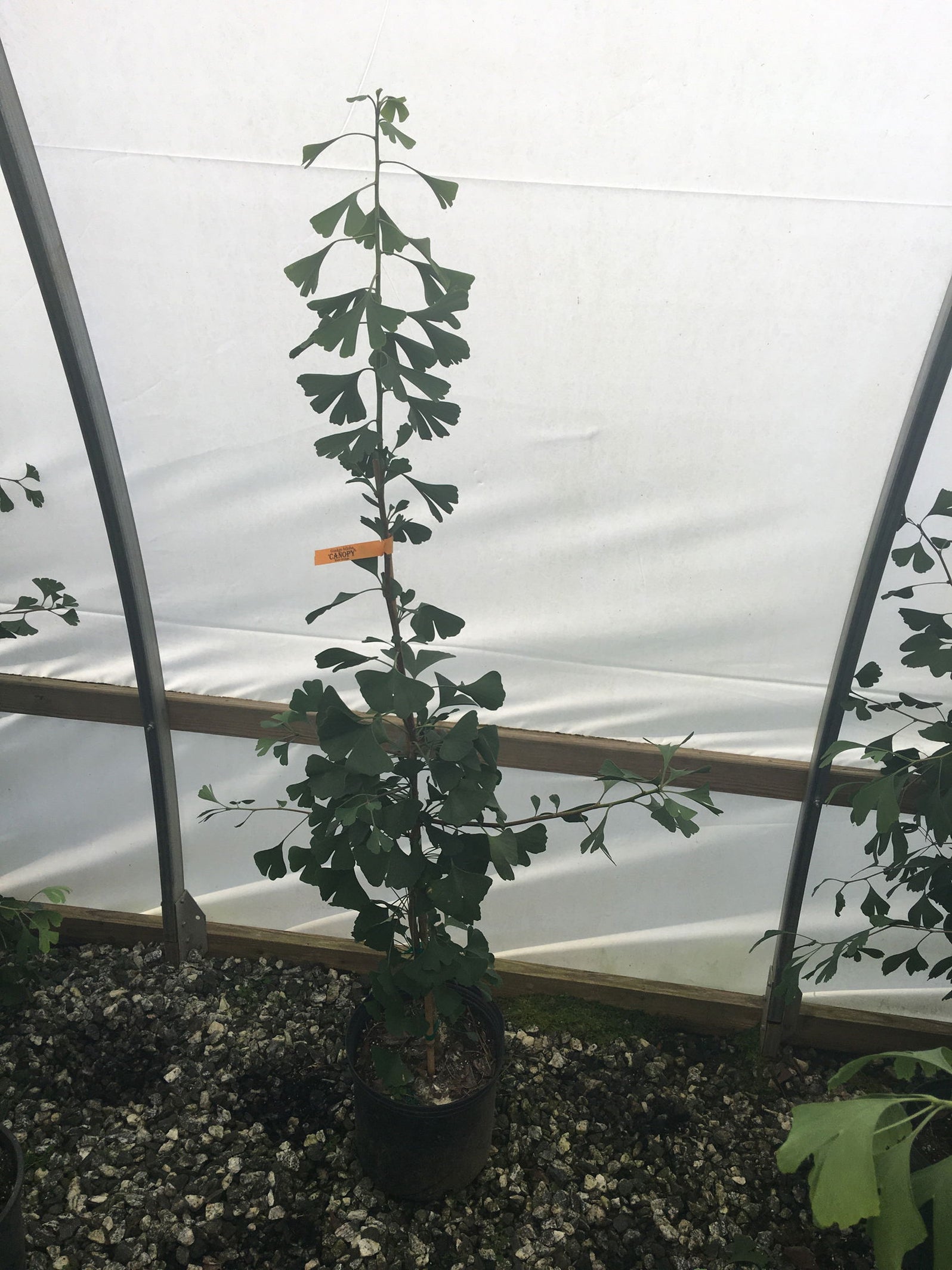 Buy Ginkgo biloba 'Canopy' Broad Spreading Upright Male Ginkgo Tree ...