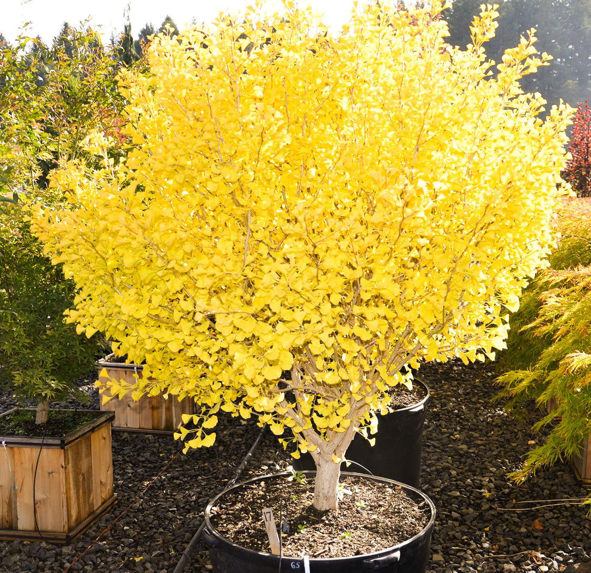 Buy Ginkgo biloba 'Chi-chi' Ginkgo Tree — Mr Maple │ Buy Japanese Maple ...