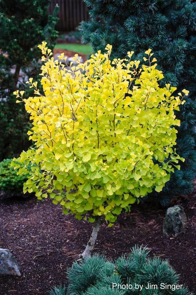 Buy Ginkgo biloba 'Chi-chi' Ginkgo Tree — Mr Maple │ Buy Japanese Maple ...
