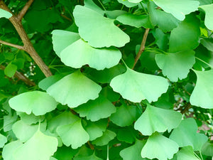 Buy Ginkgo biloba 'Chi-chi' Ginkgo Tree — Mr Maple │ Buy Japanese Maple ...