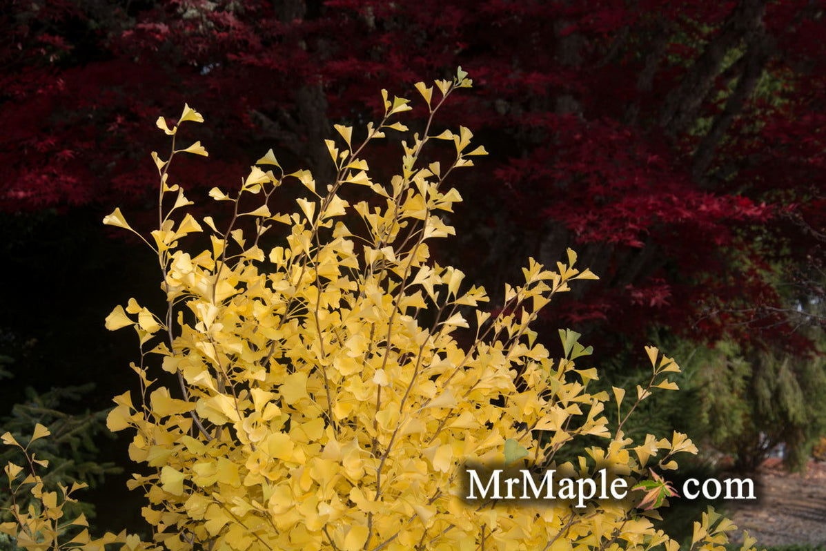 Buy Ginkgo biloba 'Chi-chi' Ginkgo Tree — Mr Maple │ Buy Japanese Maple ...