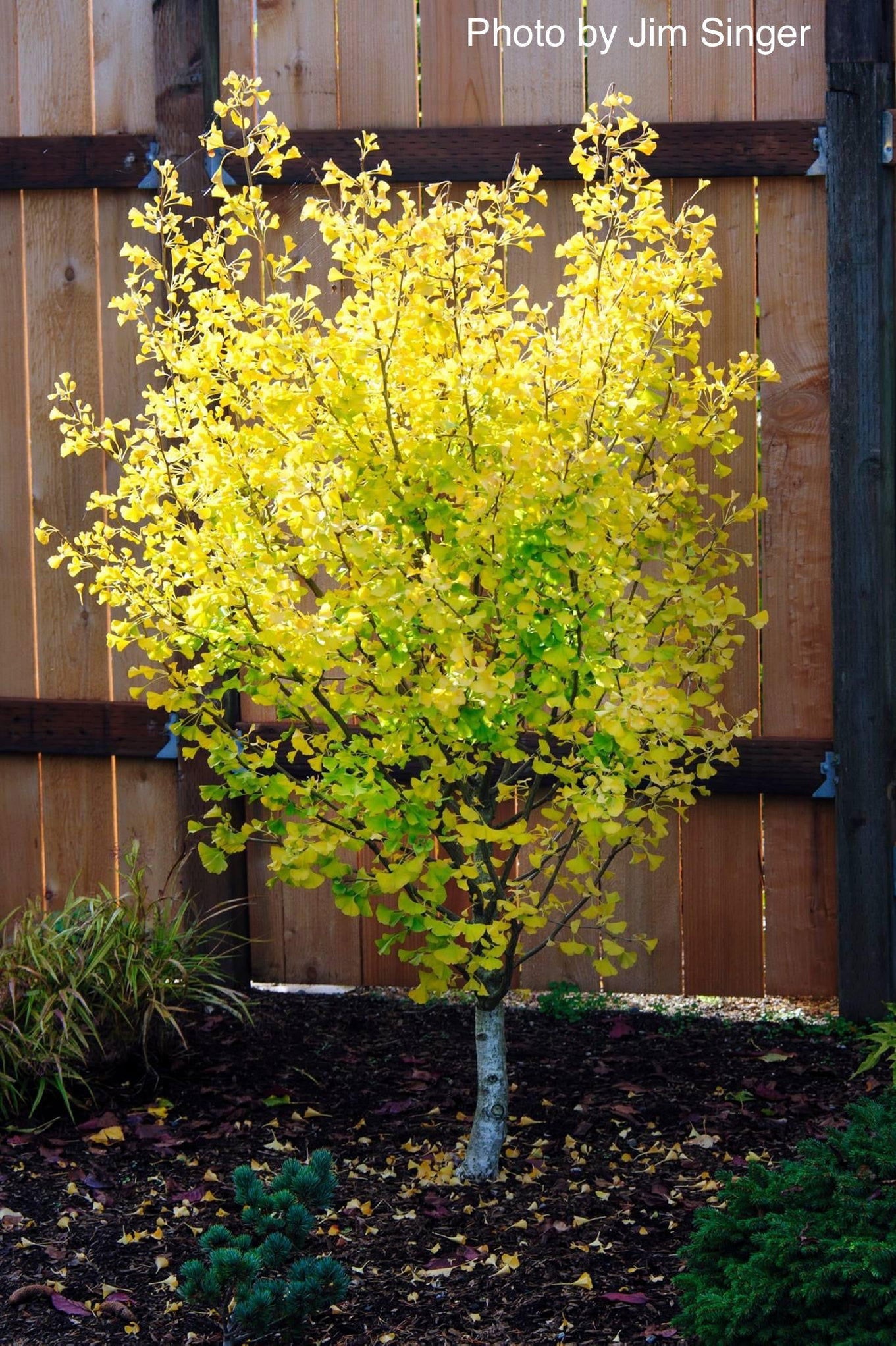 Buy Ginkgo biloba 'Chi-chi' Ginkgo Tree — Mr Maple │ Buy Japanese Maple ...