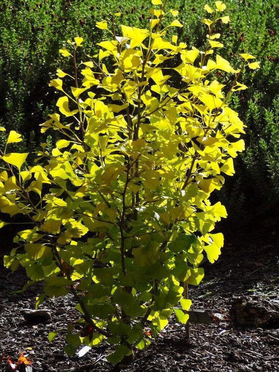 Buy Ginkgo biloba 'Chi-chi' Ginkgo Tree — Mr Maple │ Buy Japanese Maple ...