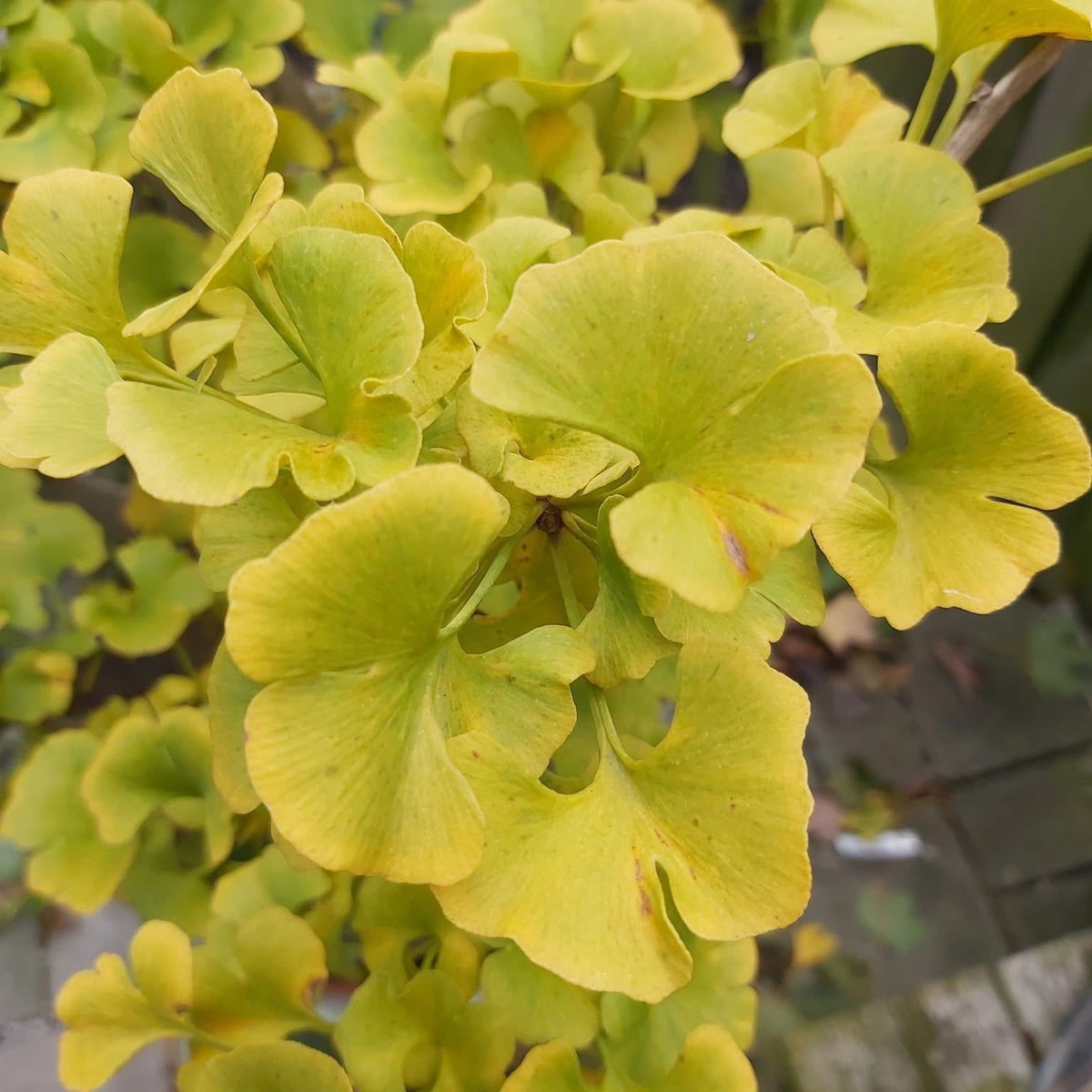 Buy Ginkgo biloba 'Chris's Dwarf' aka "Munchkin" Male Ginkgo Tree — Mr ...