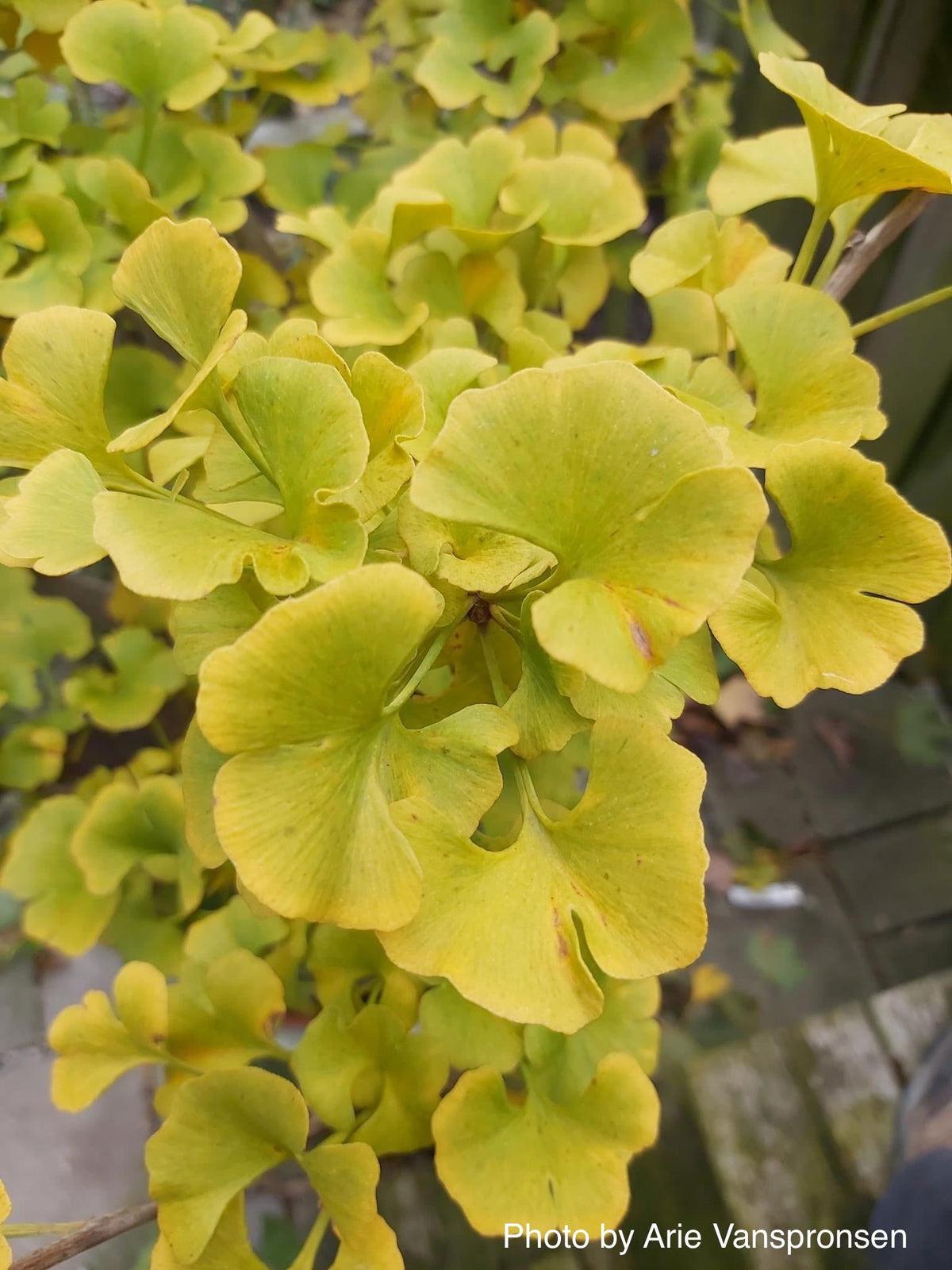 Buy Ginkgo biloba 'Chris's Dwarf' aka "Munchkin" Male Ginkgo Tree — Mr ...