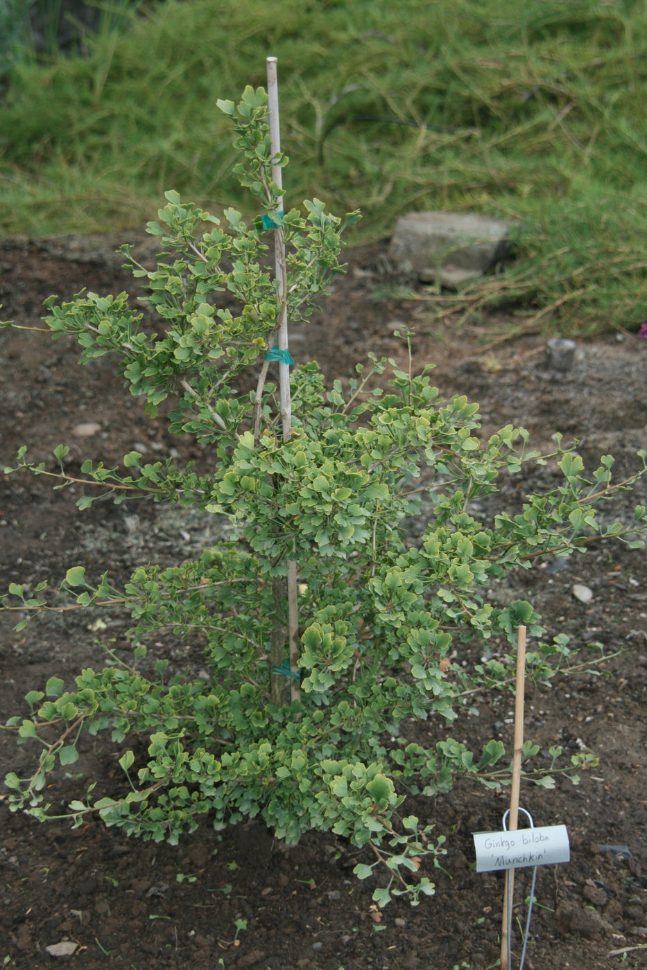 Buy Ginkgo biloba 'Chris's Dwarf' aka "Munchkin" Male Ginkgo Tree — Mr ...