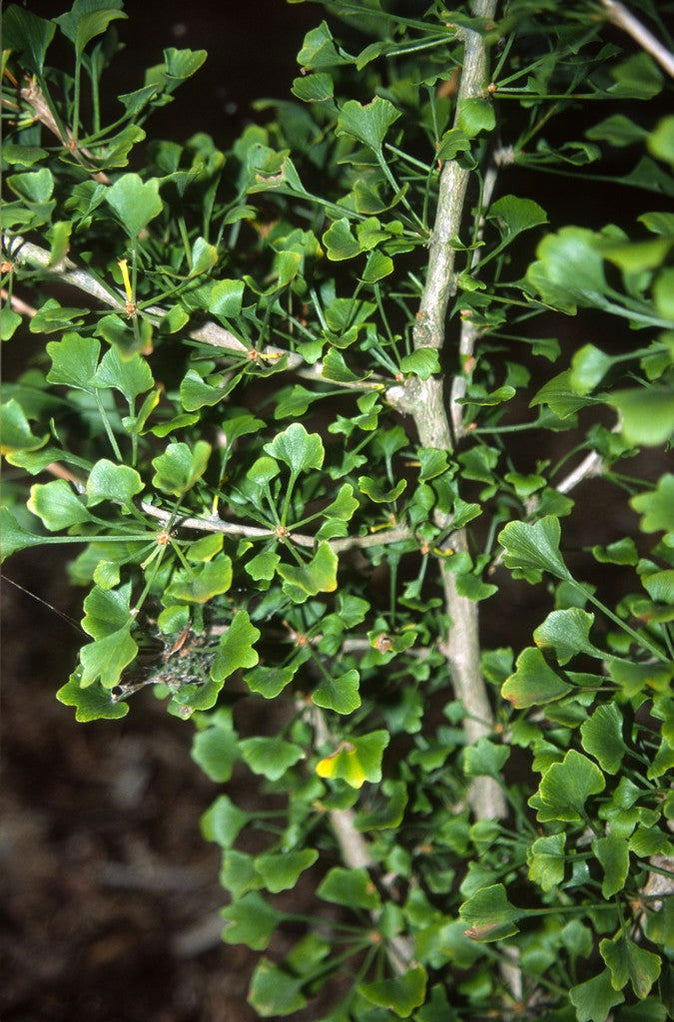 Buy Ginkgo biloba 'Chris's Dwarf' aka "Munchkin" Male Ginkgo Tree — Mr ...