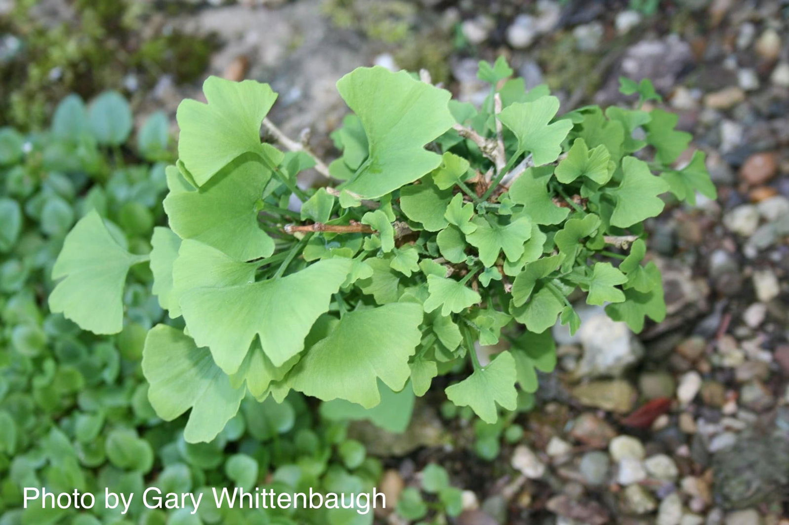 Buy Ginkgo biloba 'Chris's Dwarf' aka "Munchkin" Male Ginkgo Tree — Mr ...